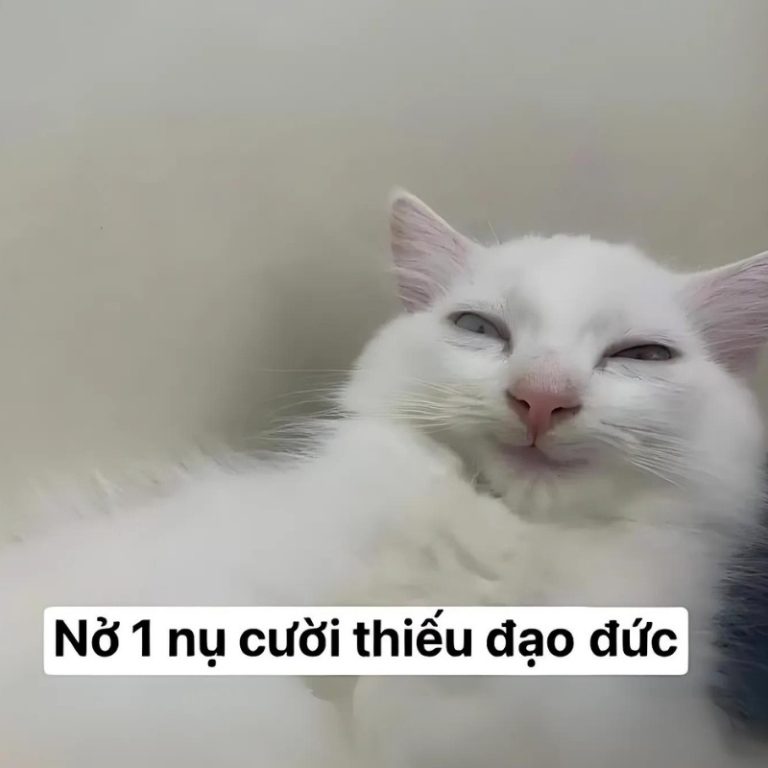 99+ meme mèo cười đểu, haha, nhếch mép, chỉ tay nham hiểm - JBAGY