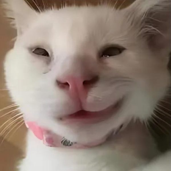99+ meme mèo cười đểu, haha, nhếch mép, chỉ tay nham hiểm - JBAGY